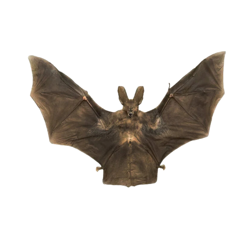 Bats – Bizarre Bugs LLC
