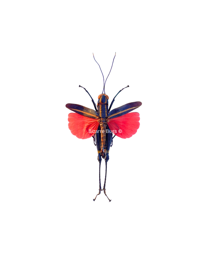 Red Orange Grasshopper Traulacris Sp1 Spread Male Real Insect Taxiderm